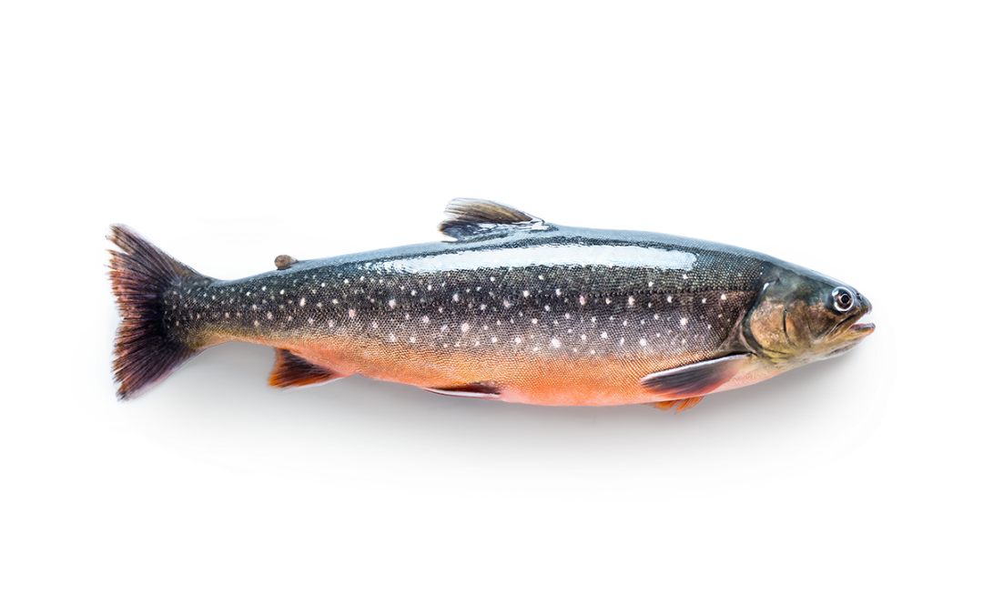 Geräucherte Seesaiblingsfilets mit Orangen-Fenchel-Salat – Kochgenossen