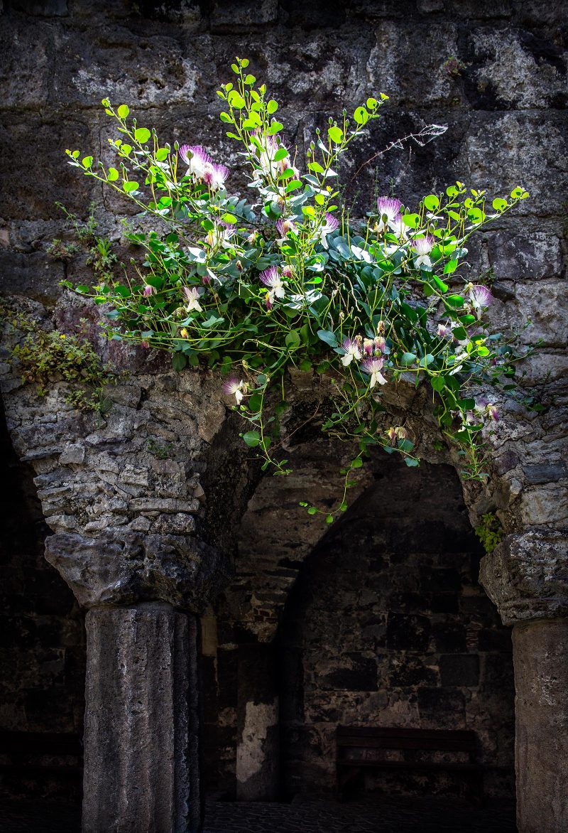 Kapern – Kochgenossen